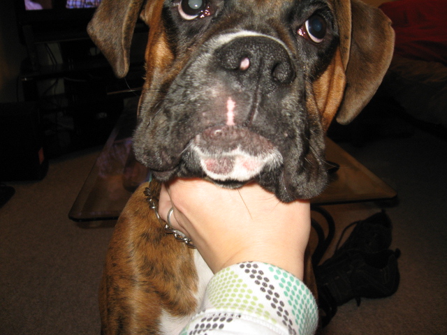 How To Treat Boxer Dog Acne